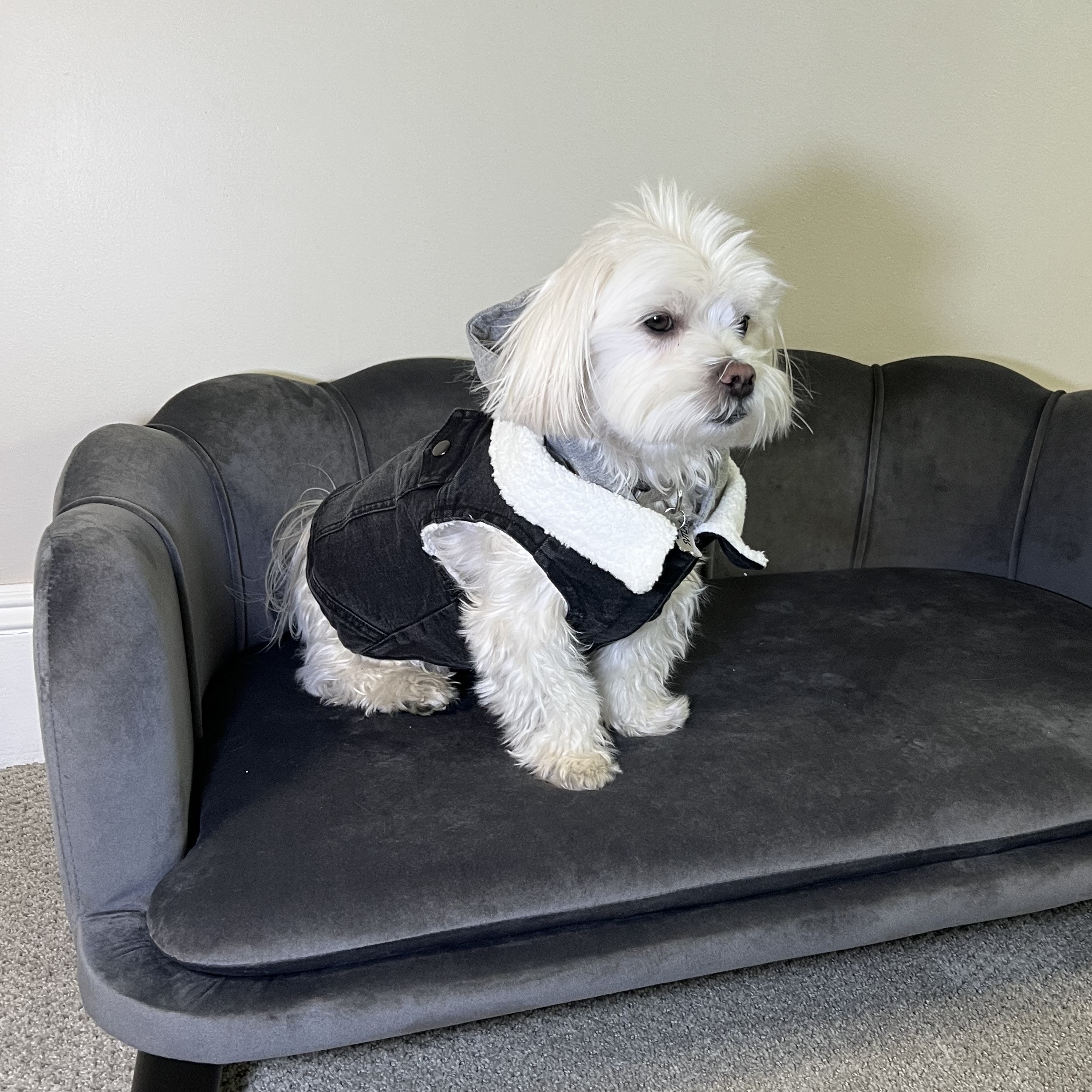 PawHut Pet Sofa for Medium And Large Sized Dog With Extra Cushion Solid ...
