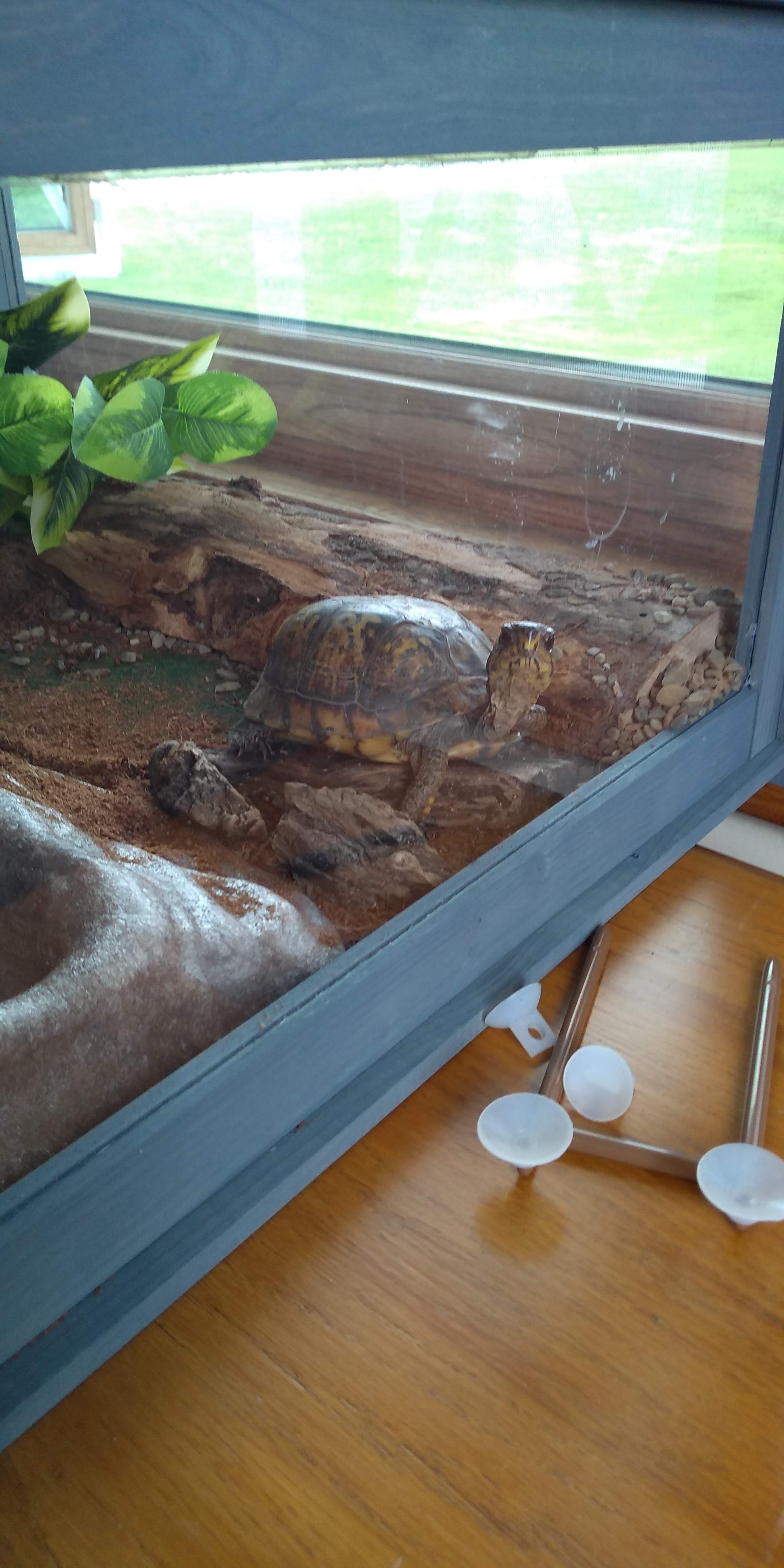 Pawhut Wood Tortoise House Indoor Outdoor Turtle Habitat Reptile Cage ...