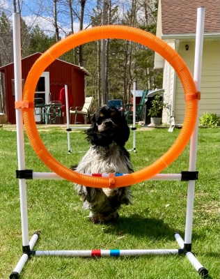 PawHut Outdoor Dog Agility Training Equipment Set | Aosom.com