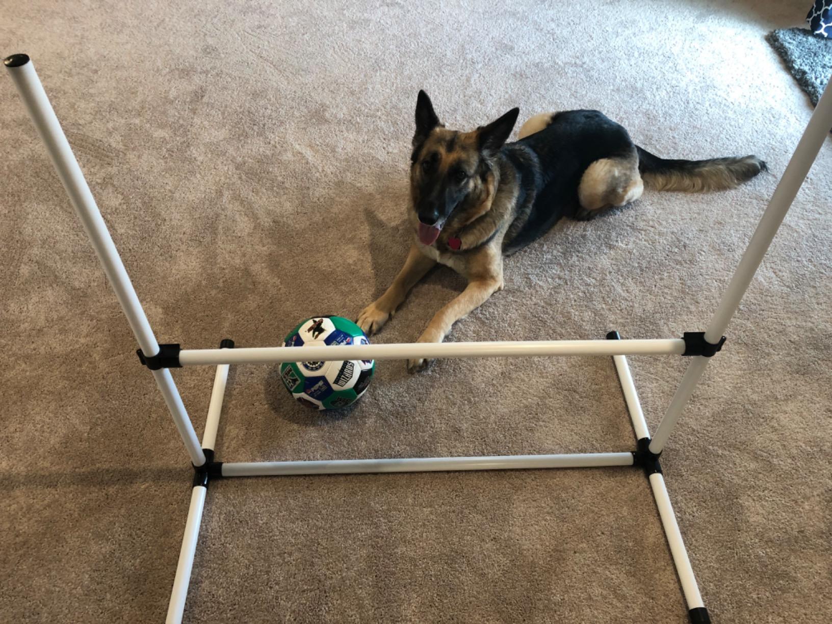 PawHut Adjustable Dog Agility Training Equipment Jump Bar With Carrying ...