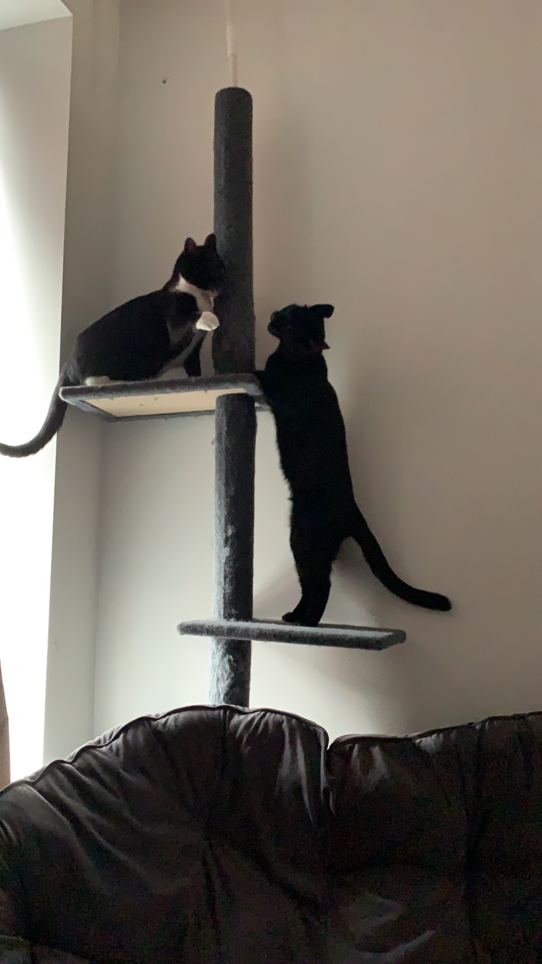 Pawhut Floor To Ceiling Cat Tree 8.5' Adjustable Height Vertical Cat ...