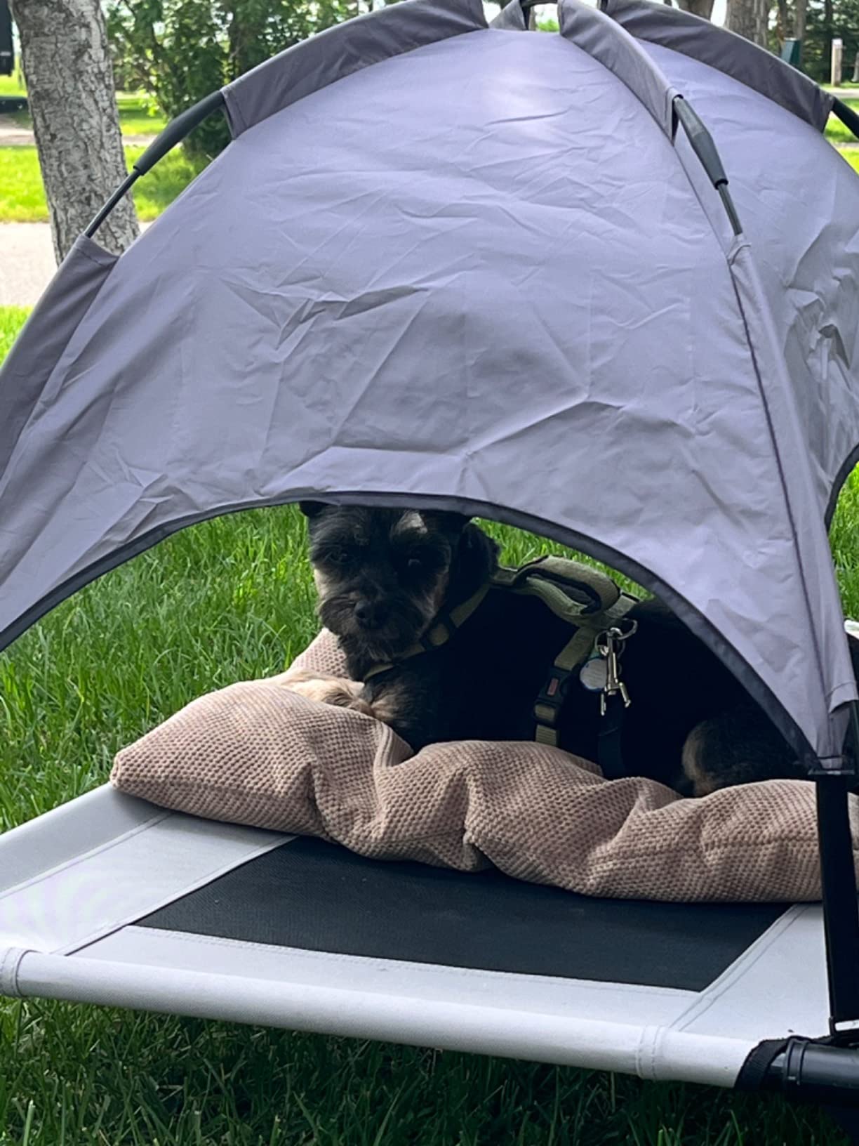 PawHut Elevated Cooling Pet Bed Portable Raised Dog Cot with Canopy for ...
