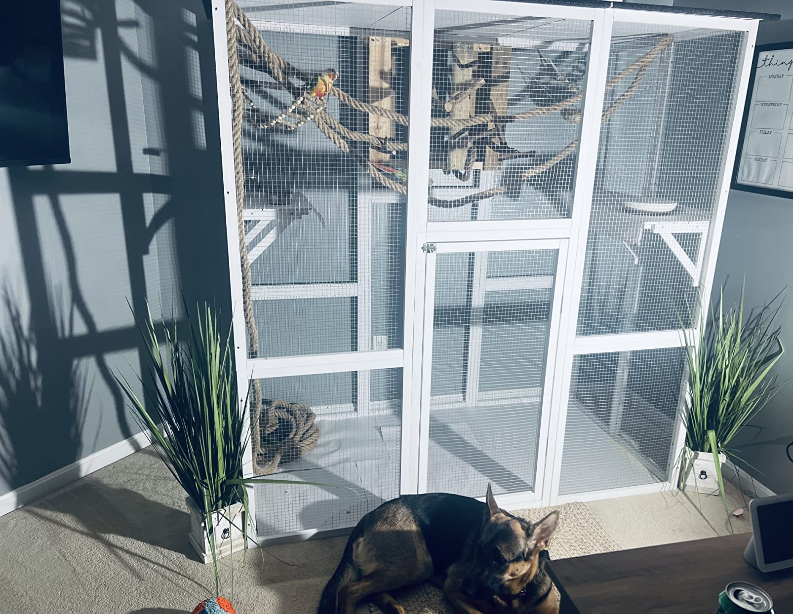 PawHut Large Outdoor Catio Enclosure, Wooden Cat Patio with 6 Balanced ...