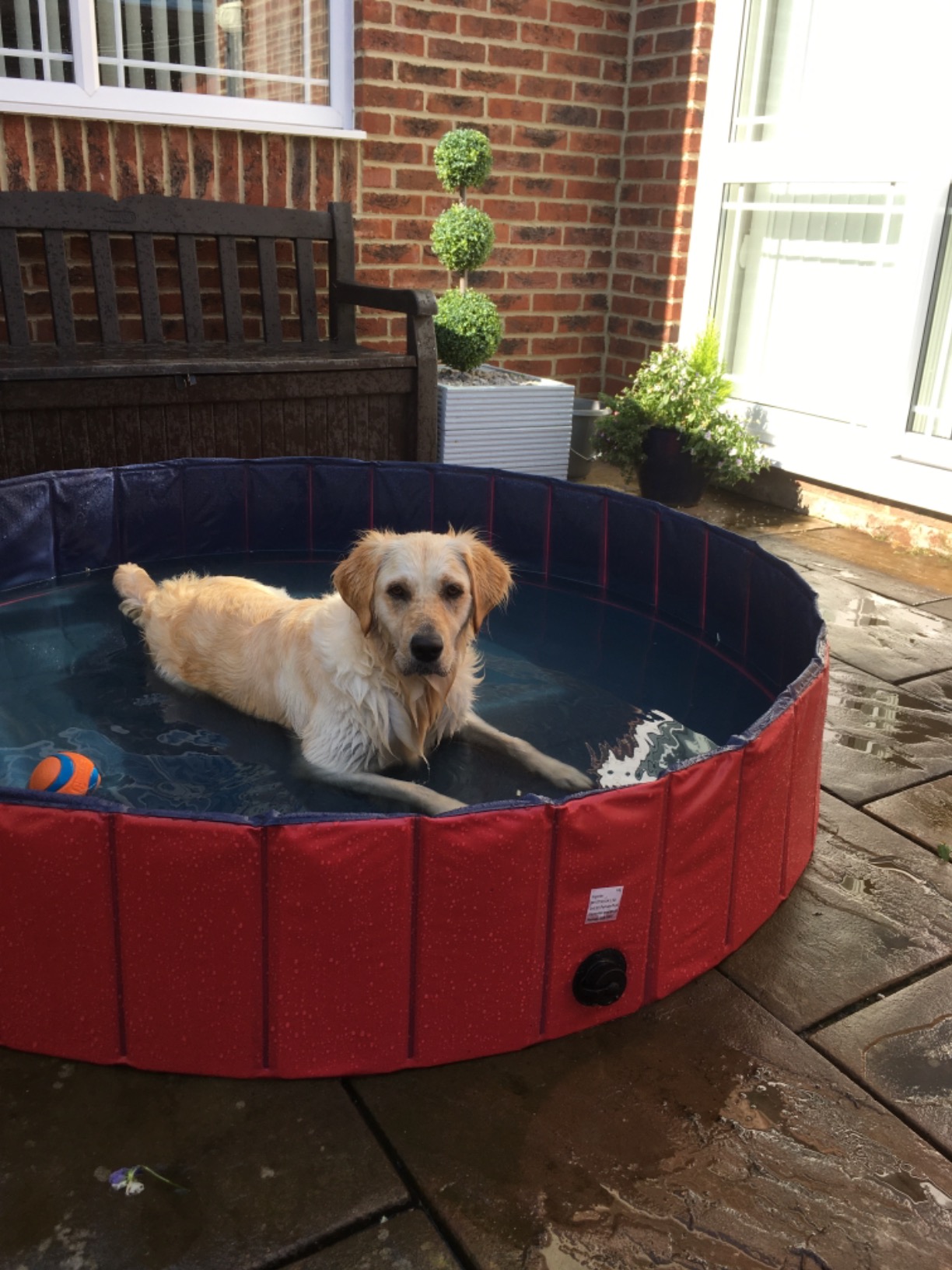 PawHut 63" Folding Pet Swimming Pool Dog Bath Puppy Bathing Tub ...